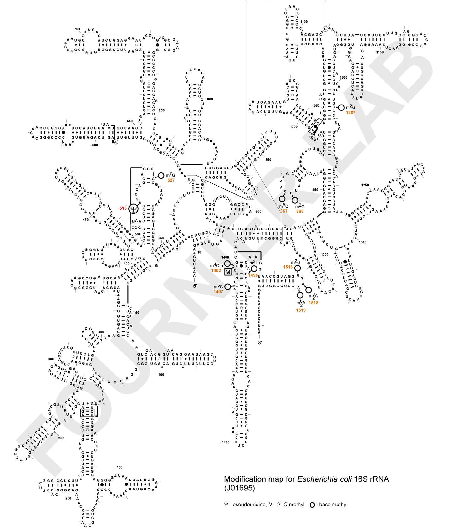 Information on modified positions of E. coli 16S rRNA