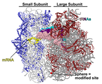Mrna Structure 3d