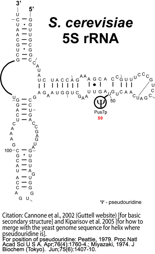 5S rRNA Seconadry Structure Map