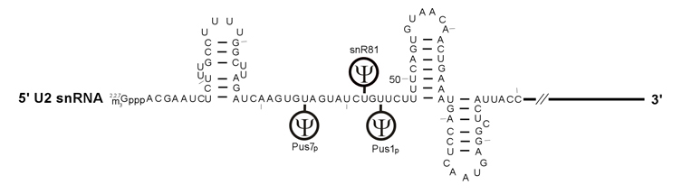 U2 snRNA Seconadry Structure Map